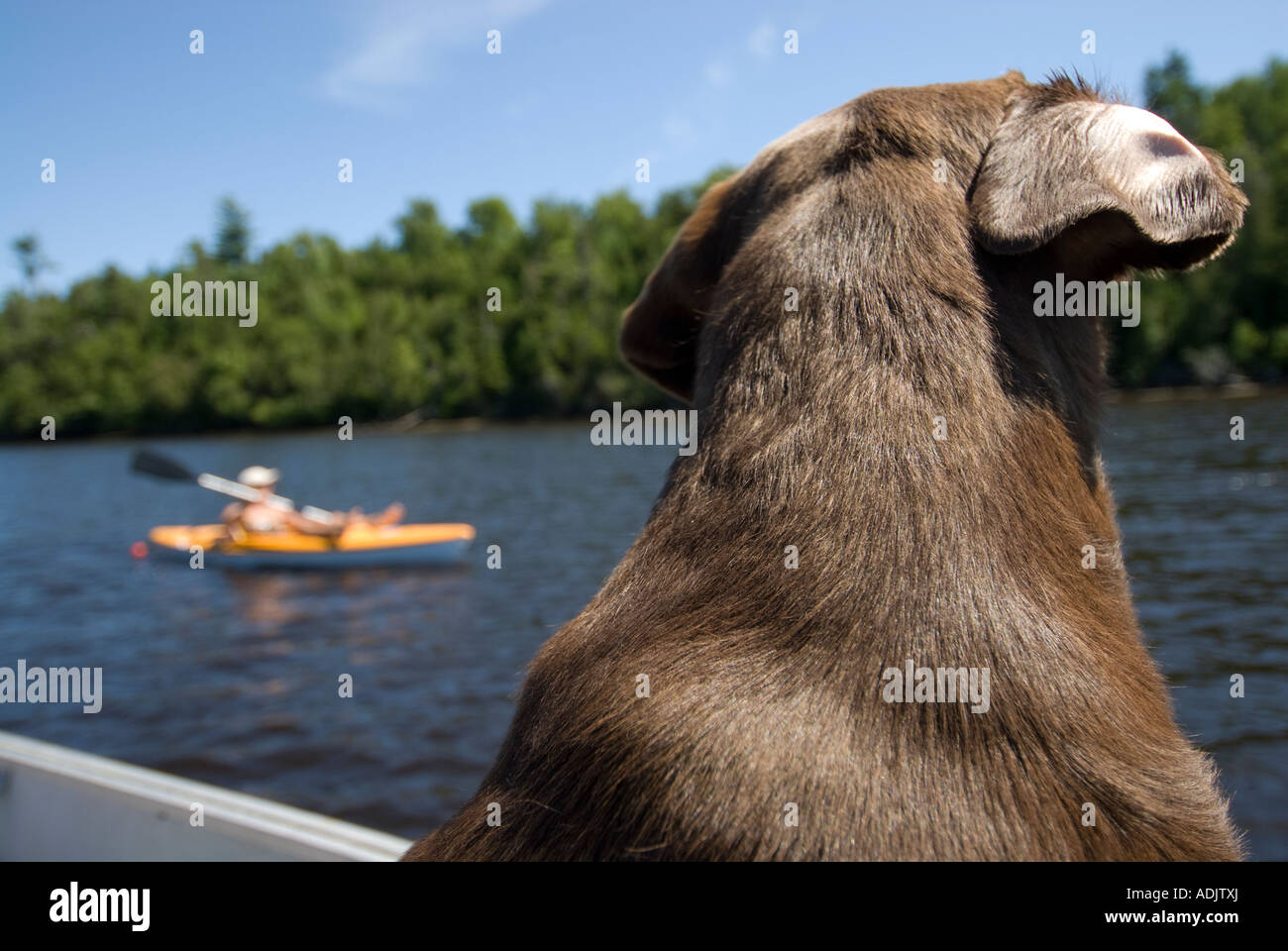 Tabusintac River with Chocolate Lab in New Brunswick Canada Stock Photo ...