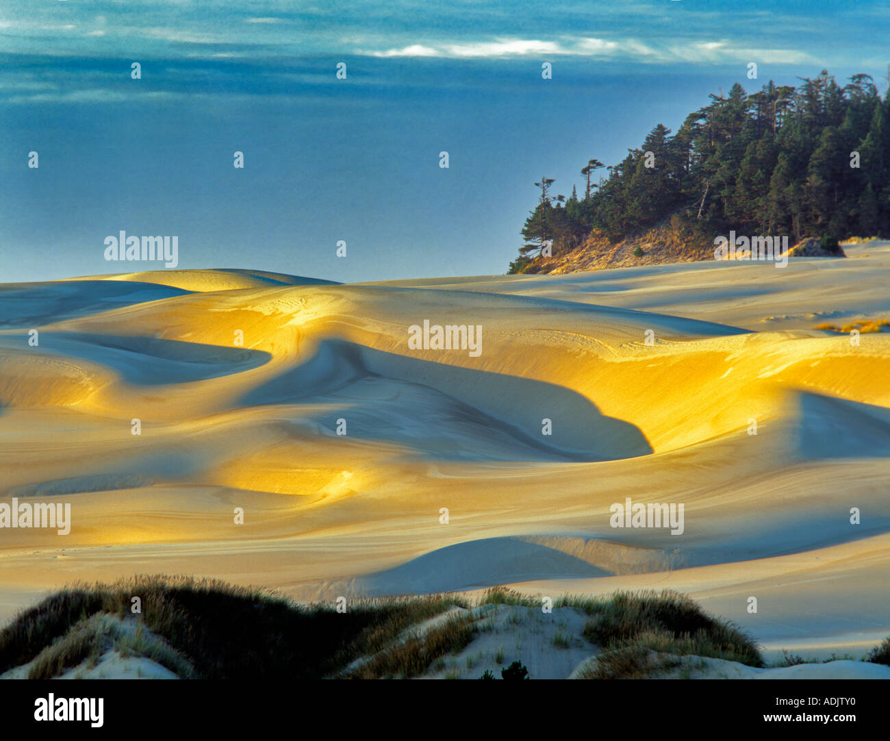 Sandunes at sunset Oregon Dunes National Recreational Area Stock Photo ...