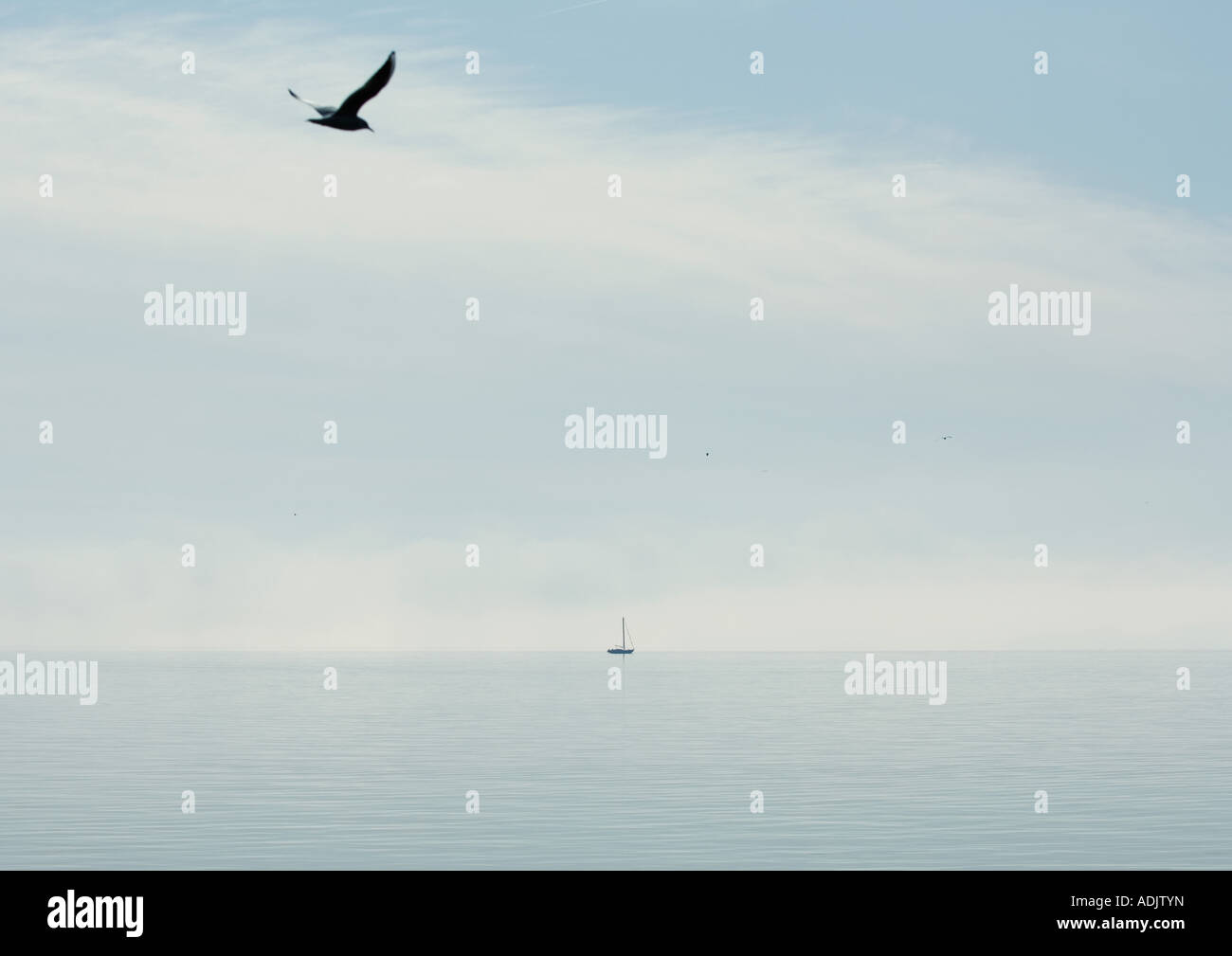 Seagull flying over lake Stock Photo - Alamy