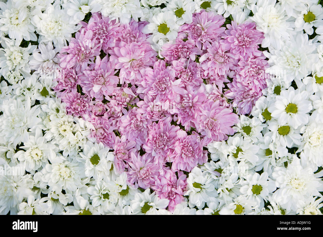 Pink heart shape made out flower heads Stock Photo - Alamy
