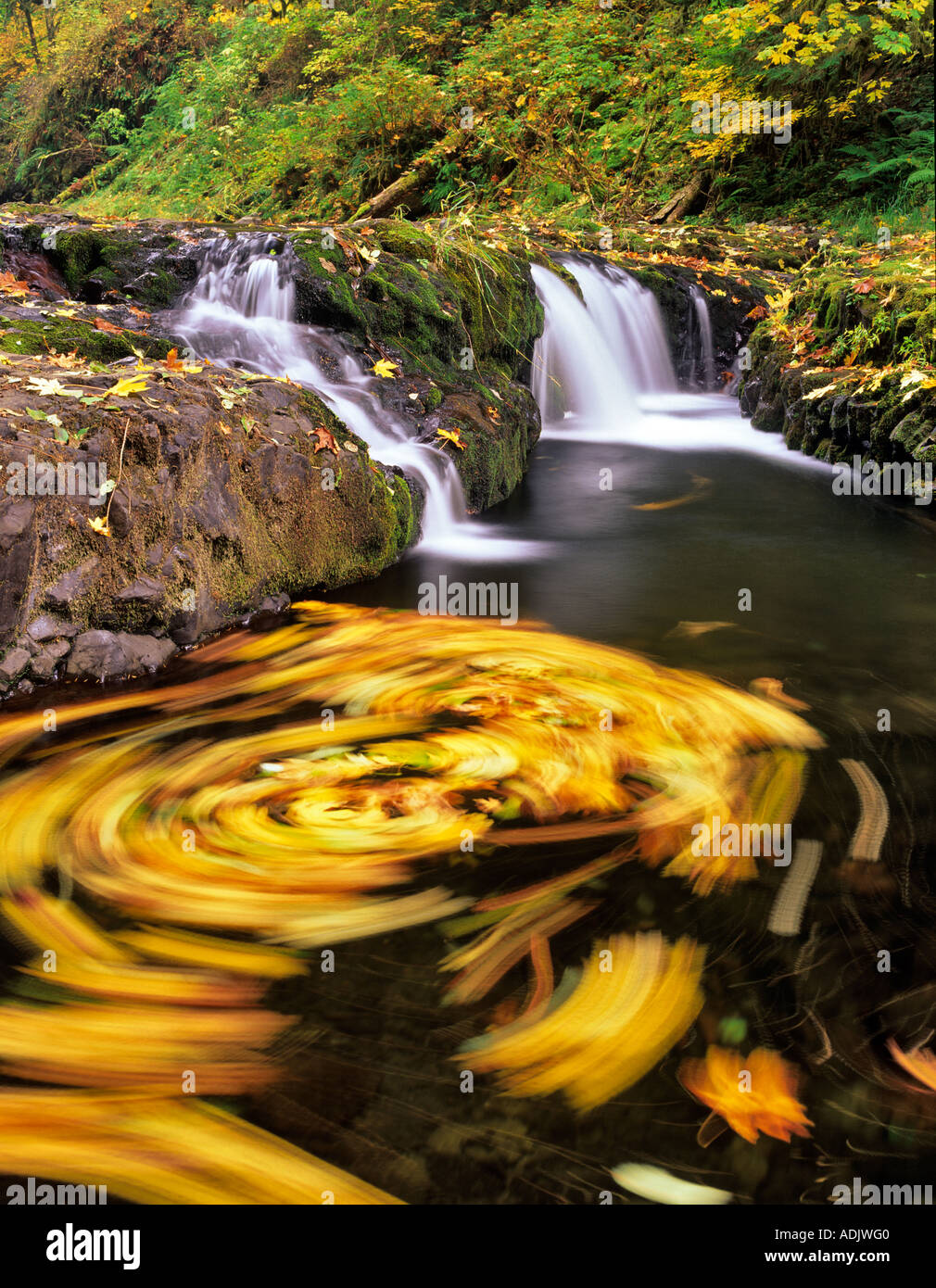 Forest scene in silver falls state park hi-res stock photography and ...