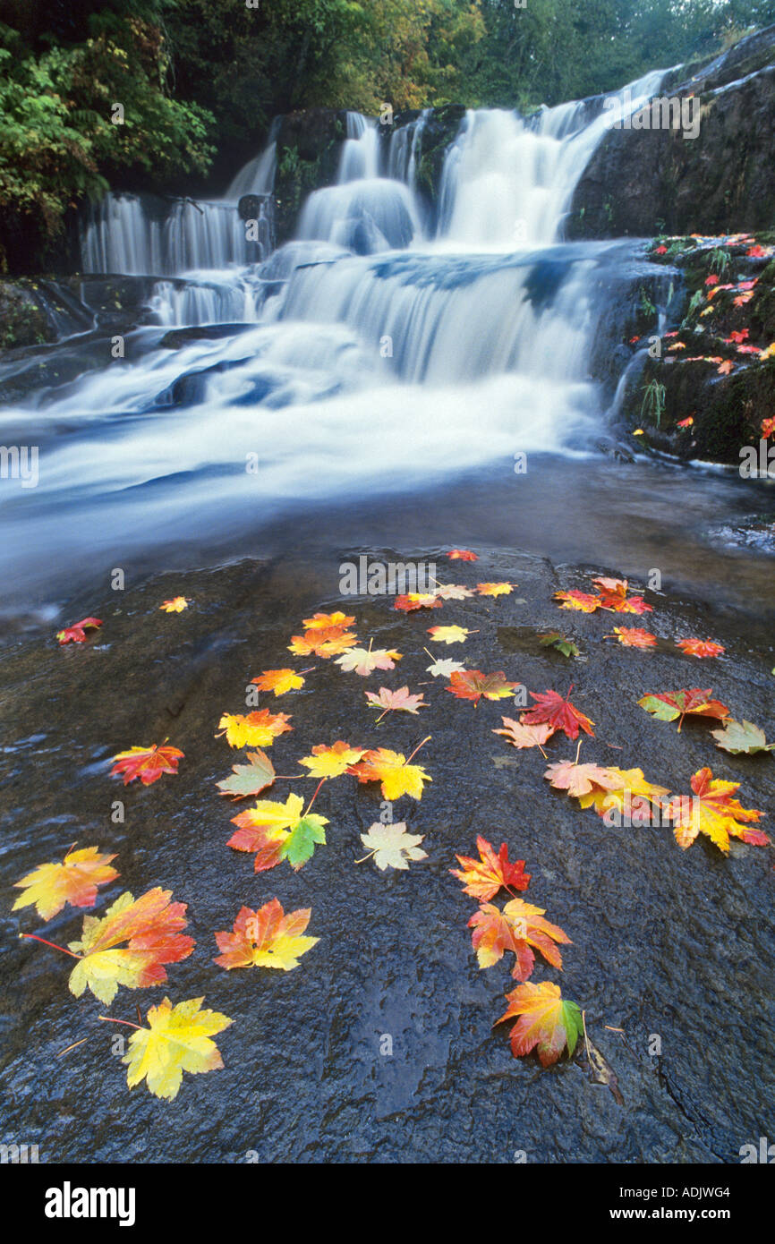 Vine Maple leaves in fall color Alsea Falls Oregon Stock Photo - Alamy