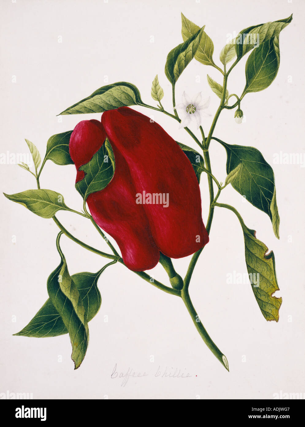 Capsicum sp caffree chillie Stock Photo - Alamy