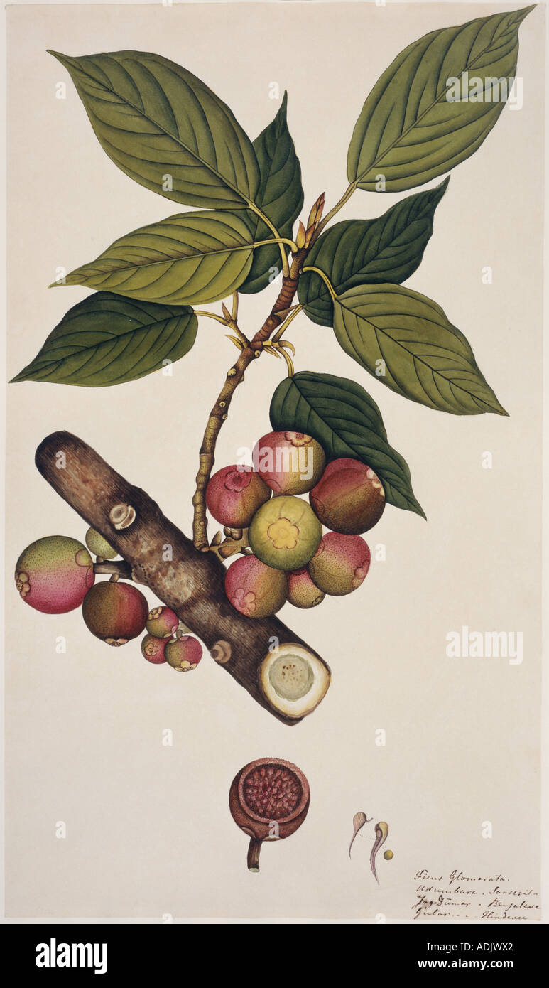 Ficus glomerata hi-res stock photography and images - Alamy