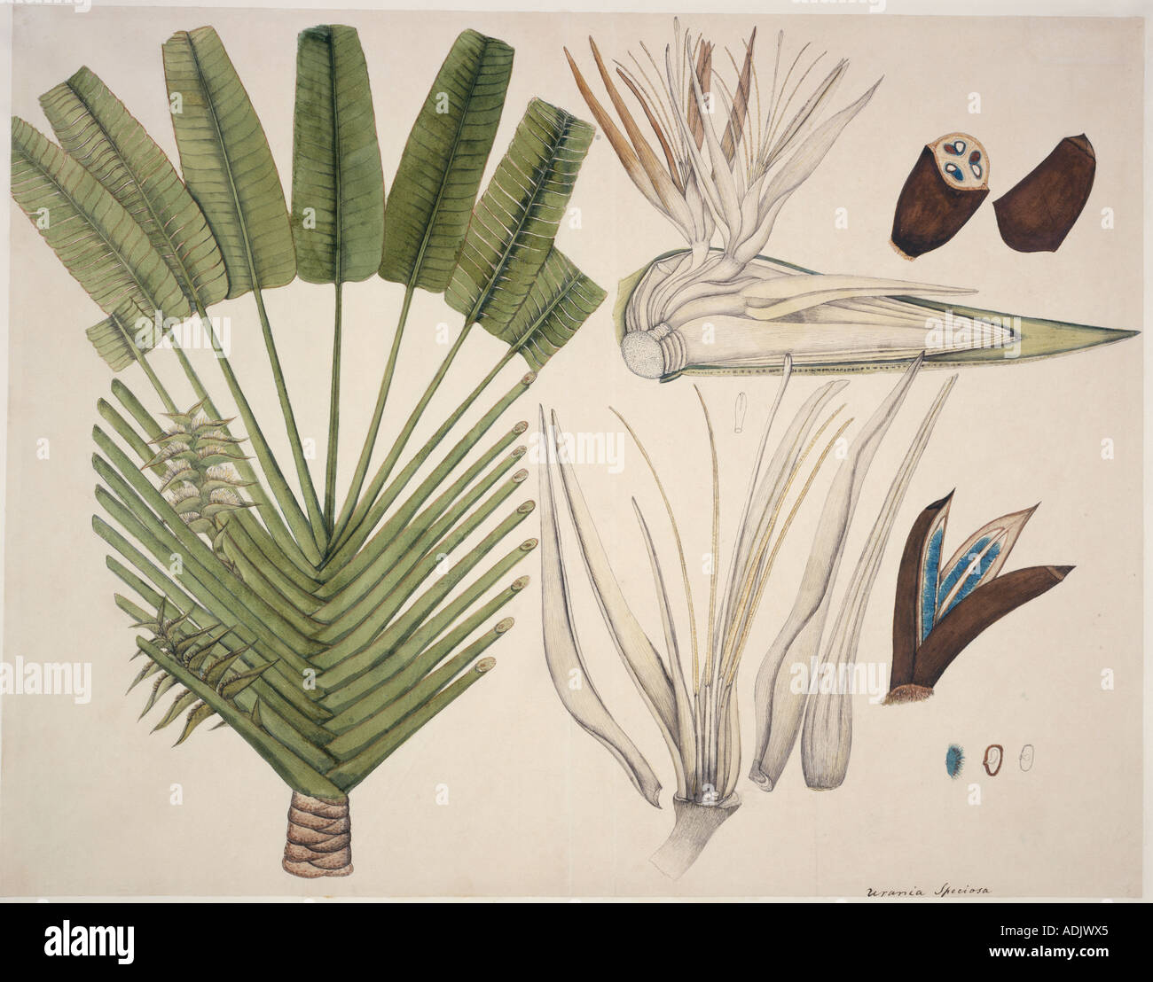 Urania speciosa hi-res stock photography and images - Alamy