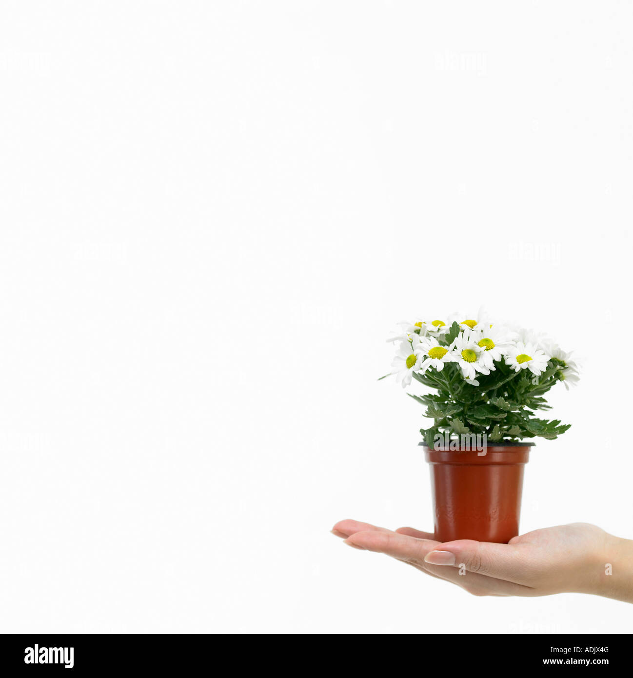 A hand holding up a bunch of flowers in a pot Stock Photo - Alamy