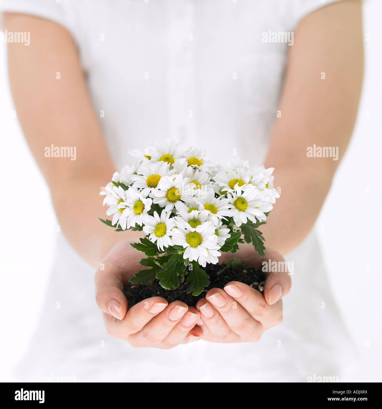A woman holding a flower with two hands together Stock Photo - Alamy