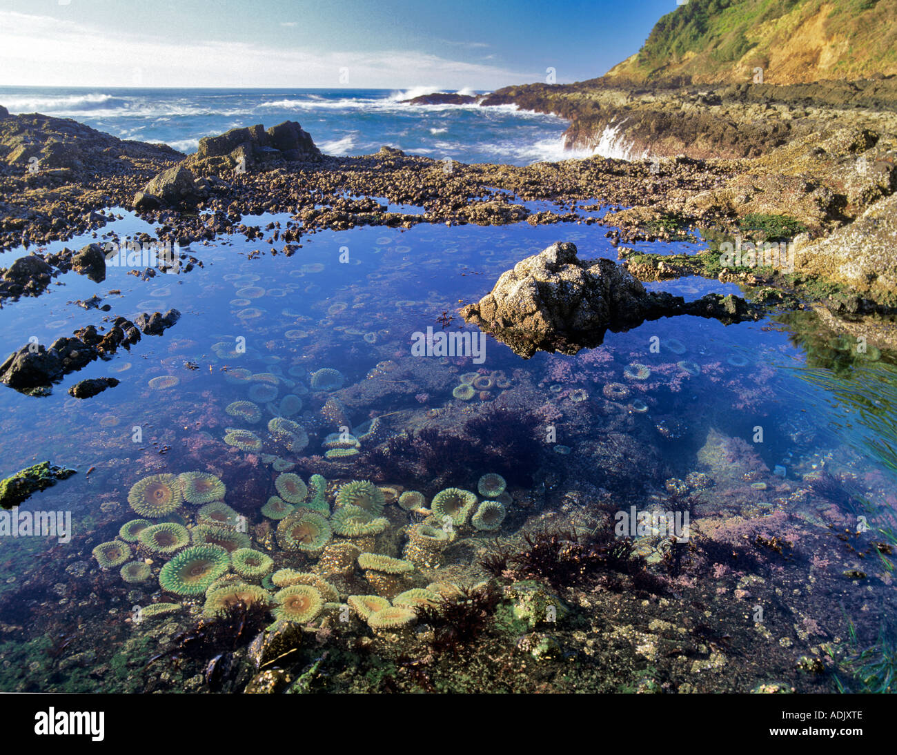Anemonies hi-res stock photography and images - Alamy