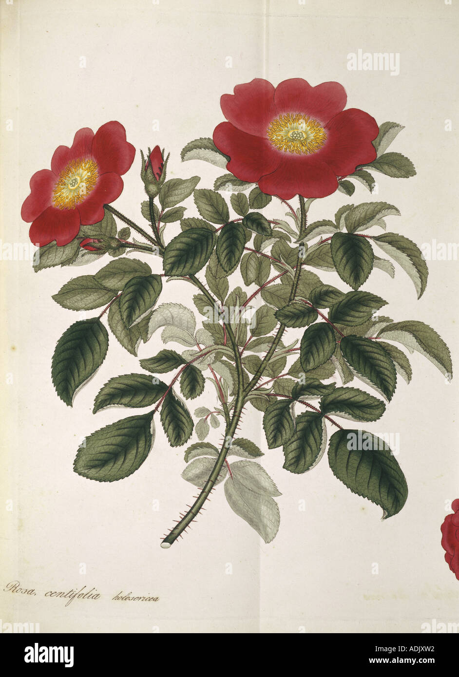 Rosa centifolia cabbage rose Stock Photo - Alamy