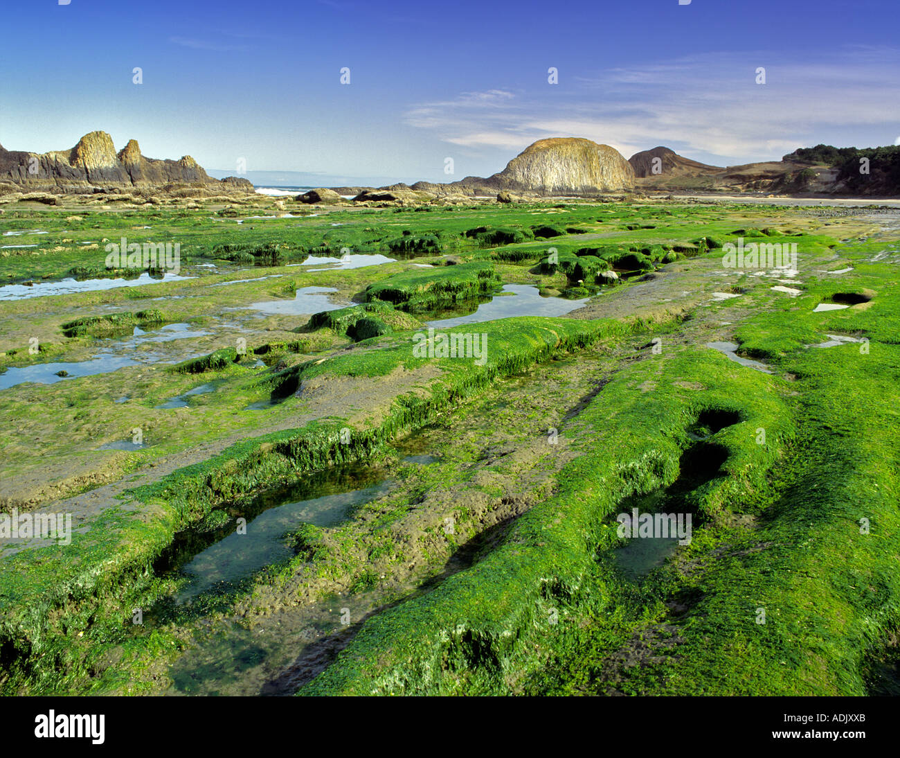Oregon rock formations algae at seal rock hi-res stock photography and ...