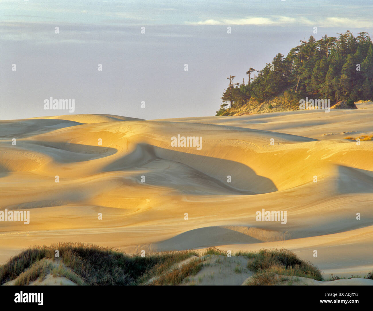 Sandunes at sunset Oregon Dunes National Recreational Area Stock Photo ...