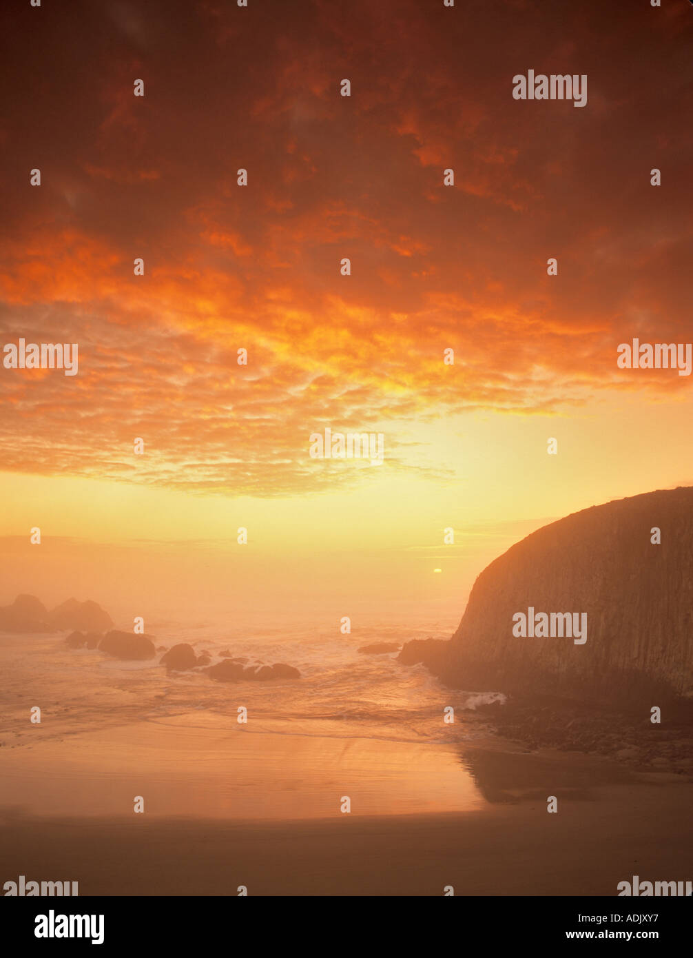 Yellow seal hi-res stock photography and images - Alamy