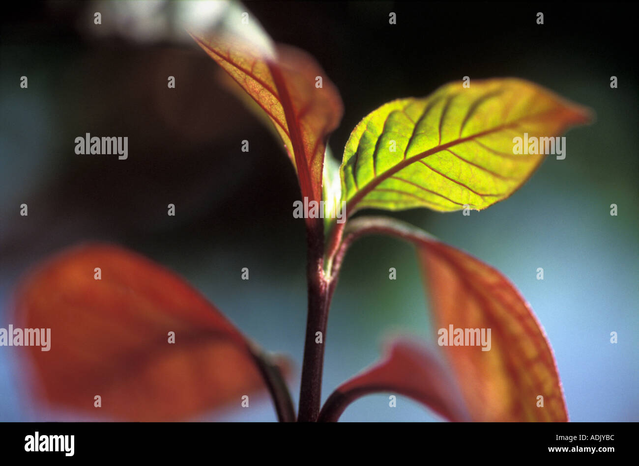 Lighted bud hi-res stock photography and images - Alamy