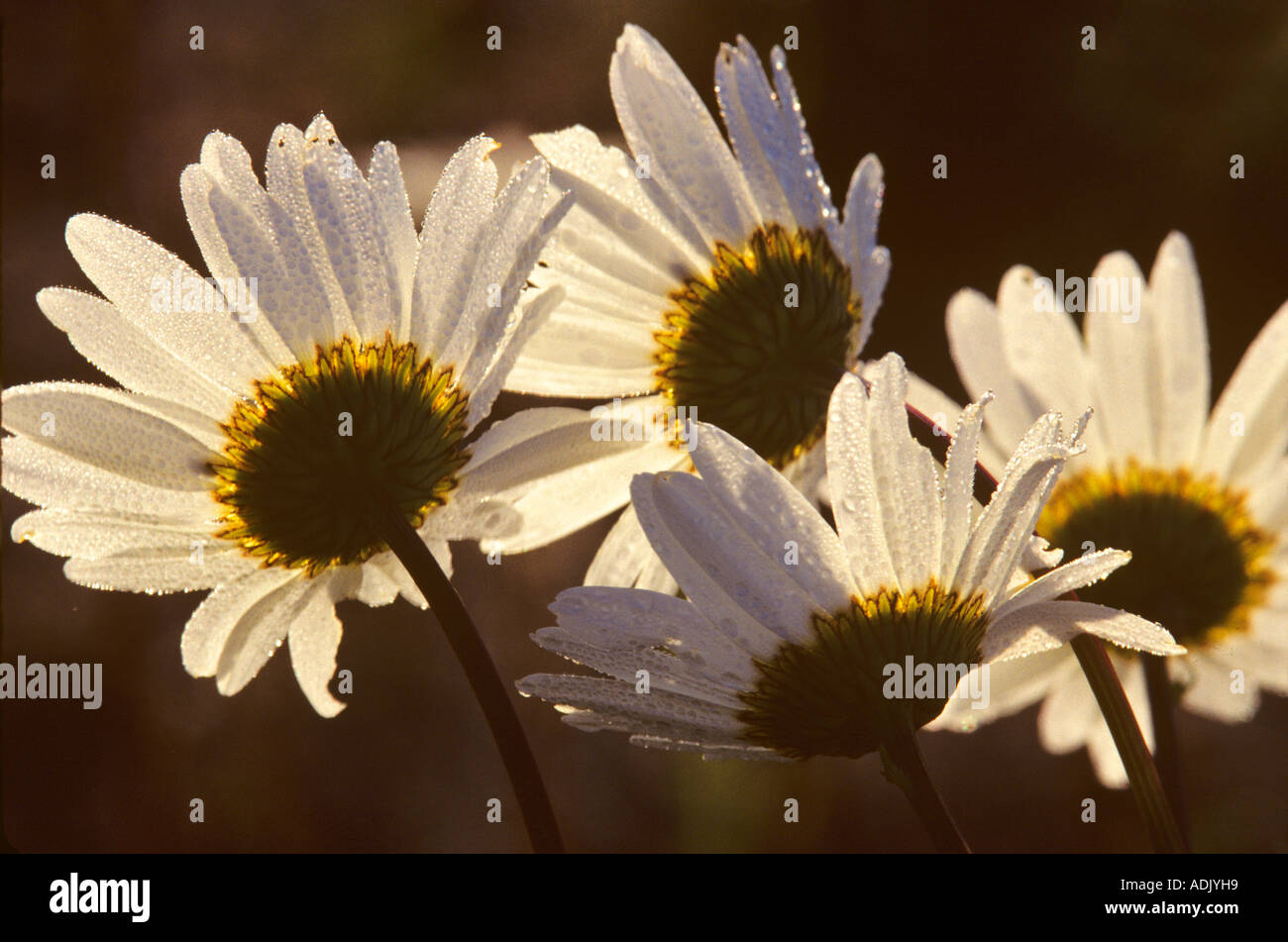 Small white daisy flowers hi-res stock photography and images - Alamy