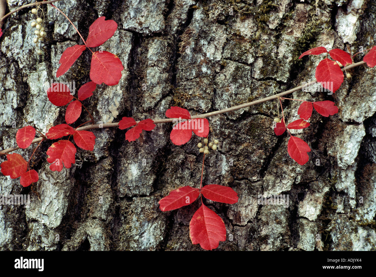 Poison oak on oak tree Near Bellfountain Oregon Stock Photo - Alamy