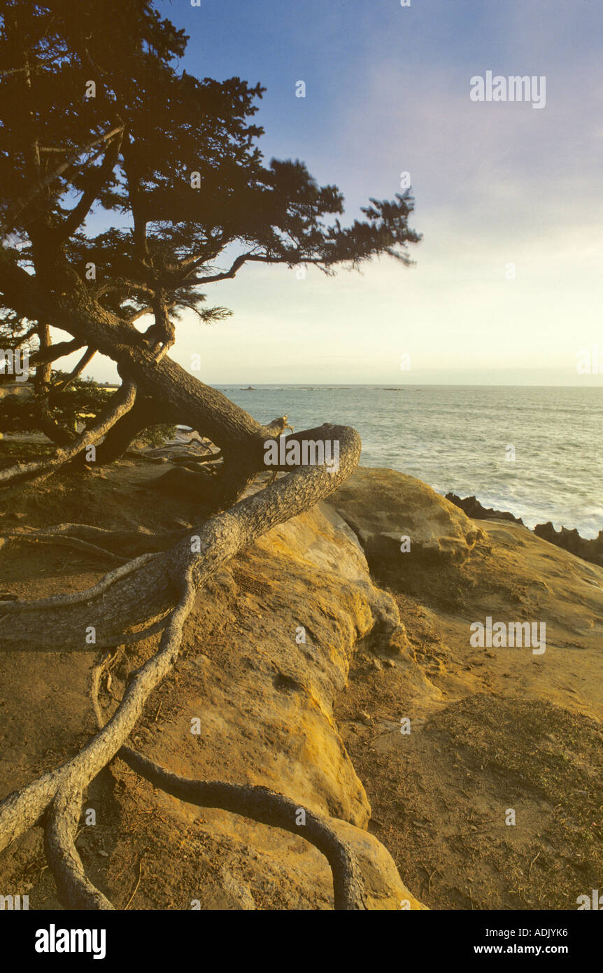 Roots of Spruce tree Shore Acres State Park Oregon Stock Photo - Alamy