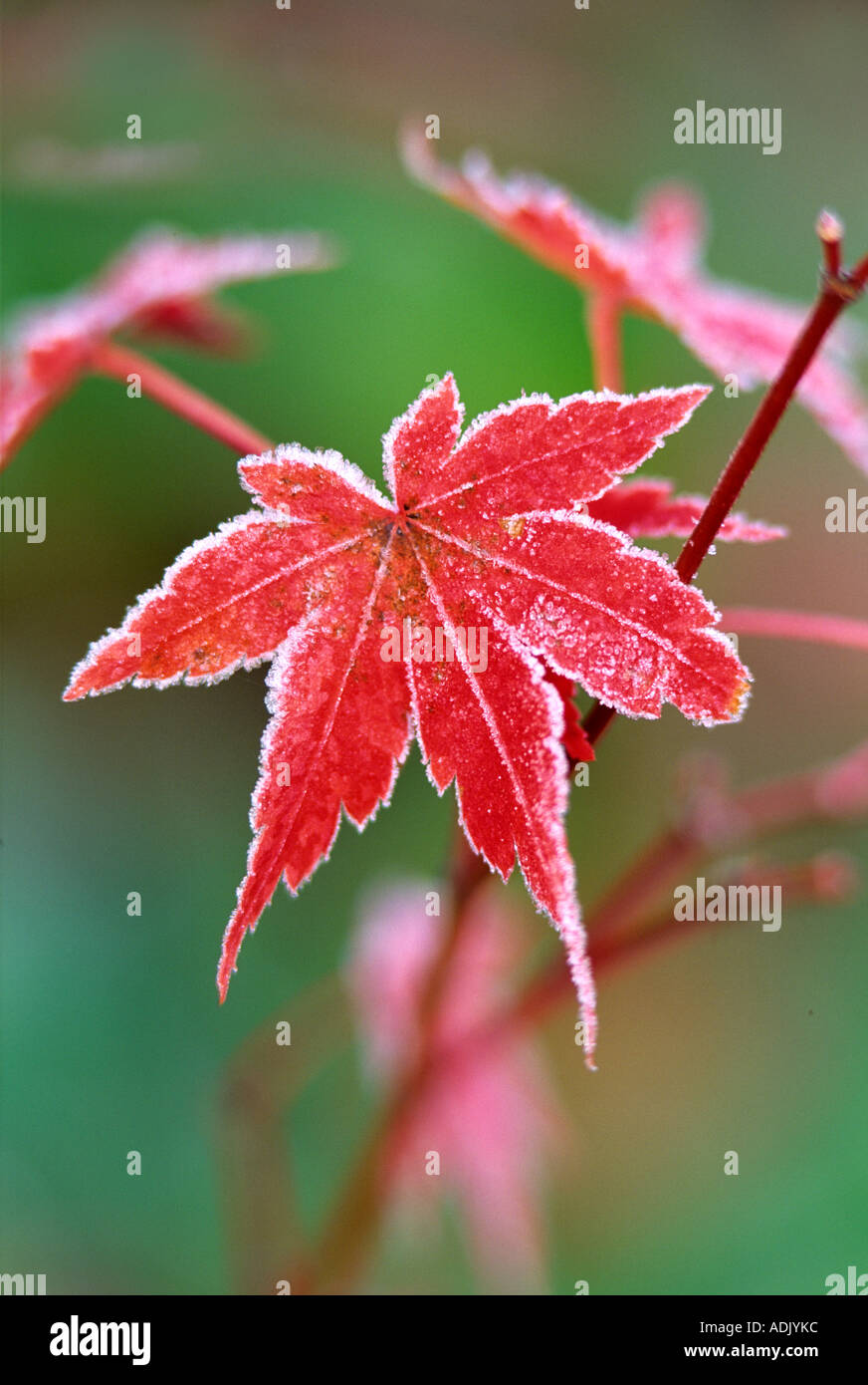 Japanese maples sunlight hi-res stock photography and images - Alamy