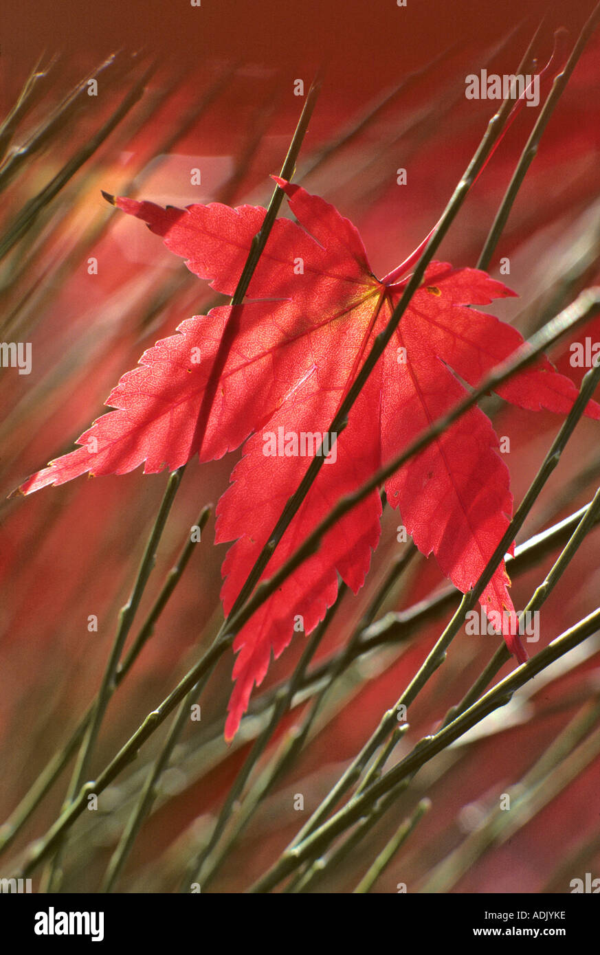 Japanese maples small garden hi-res stock photography and images - Alamy