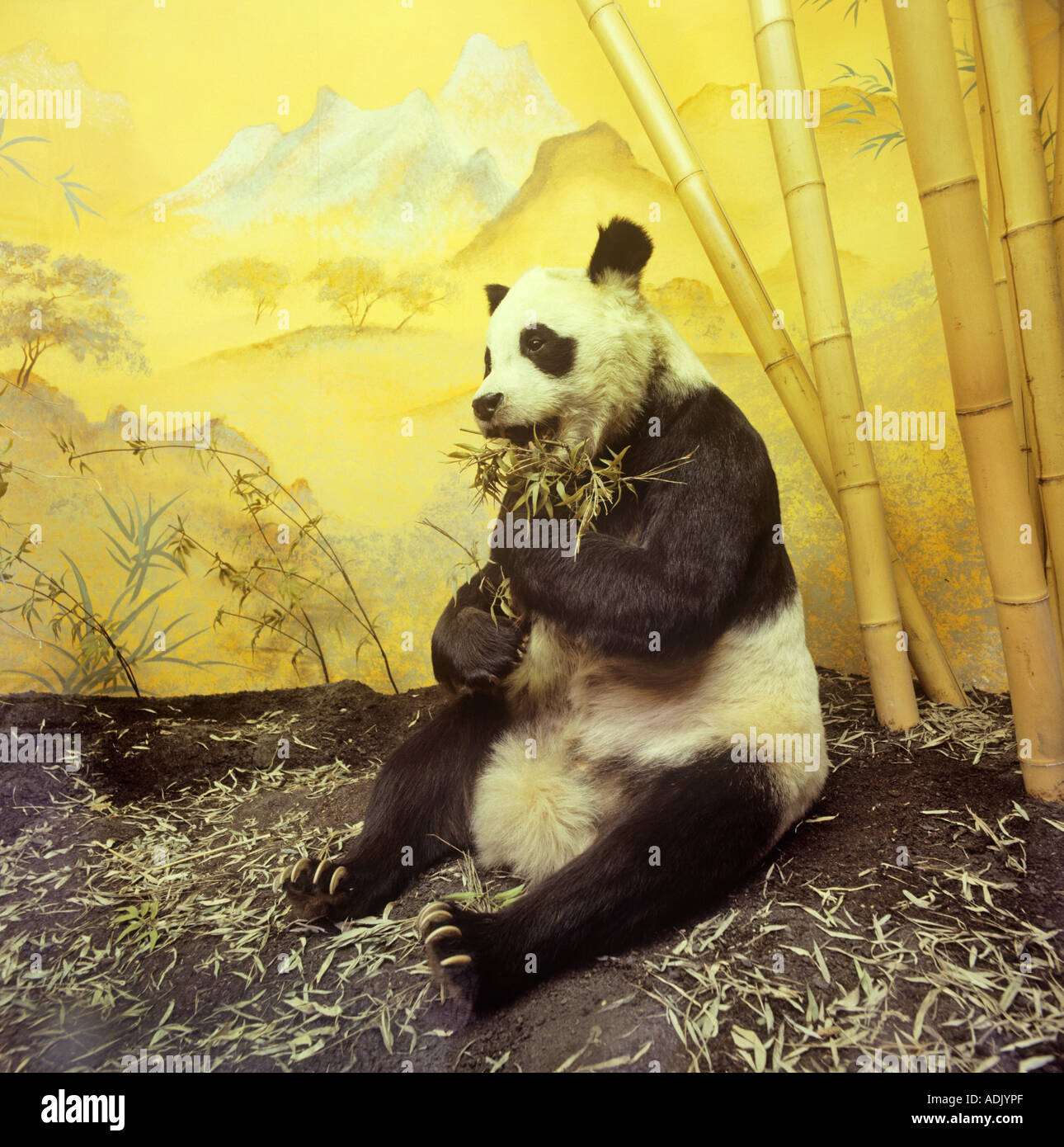 Ailuropoda melanoleuca giant panda Stock Photo - Alamy
