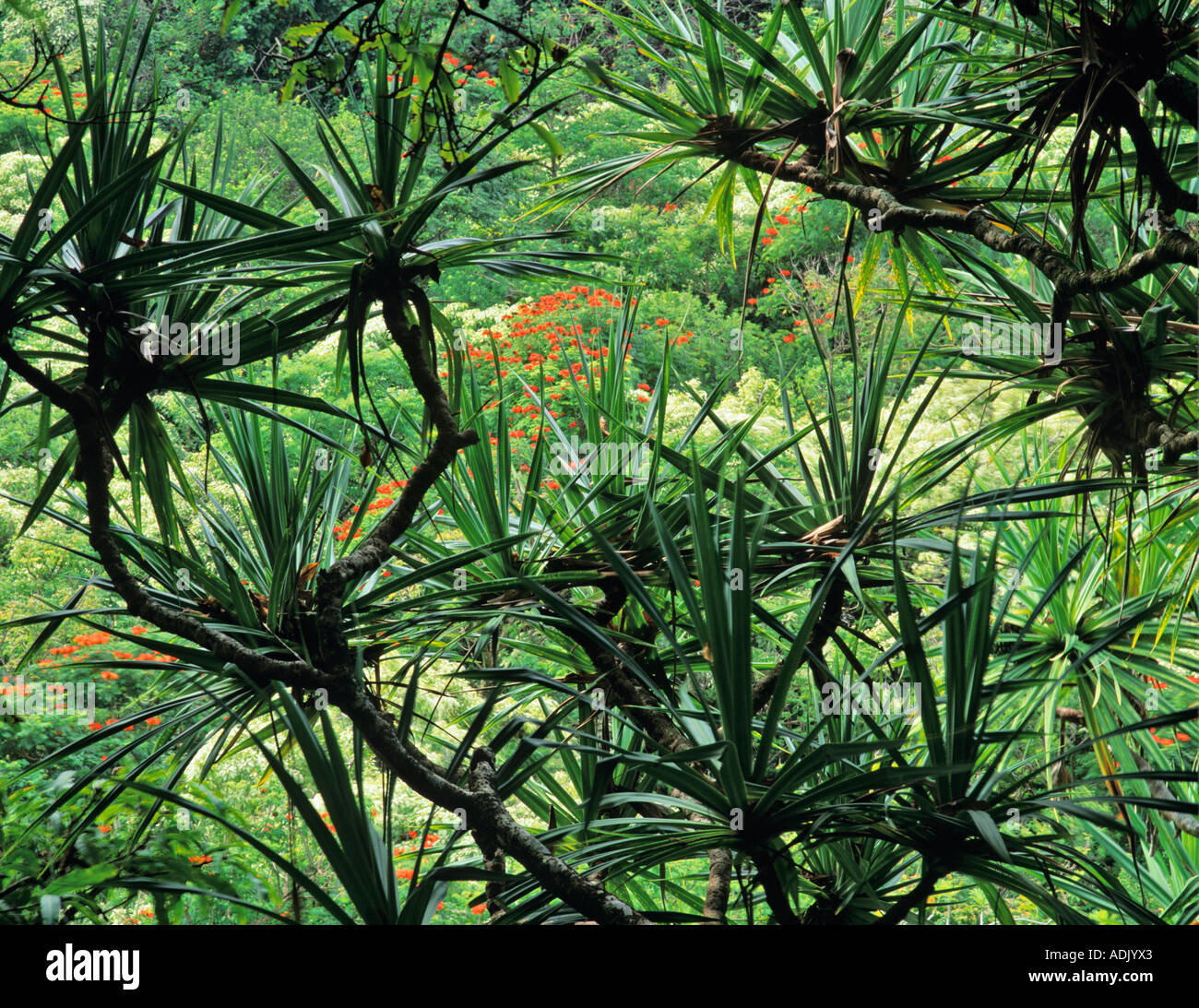 Hala plant hi-res stock photography and images - Alamy
