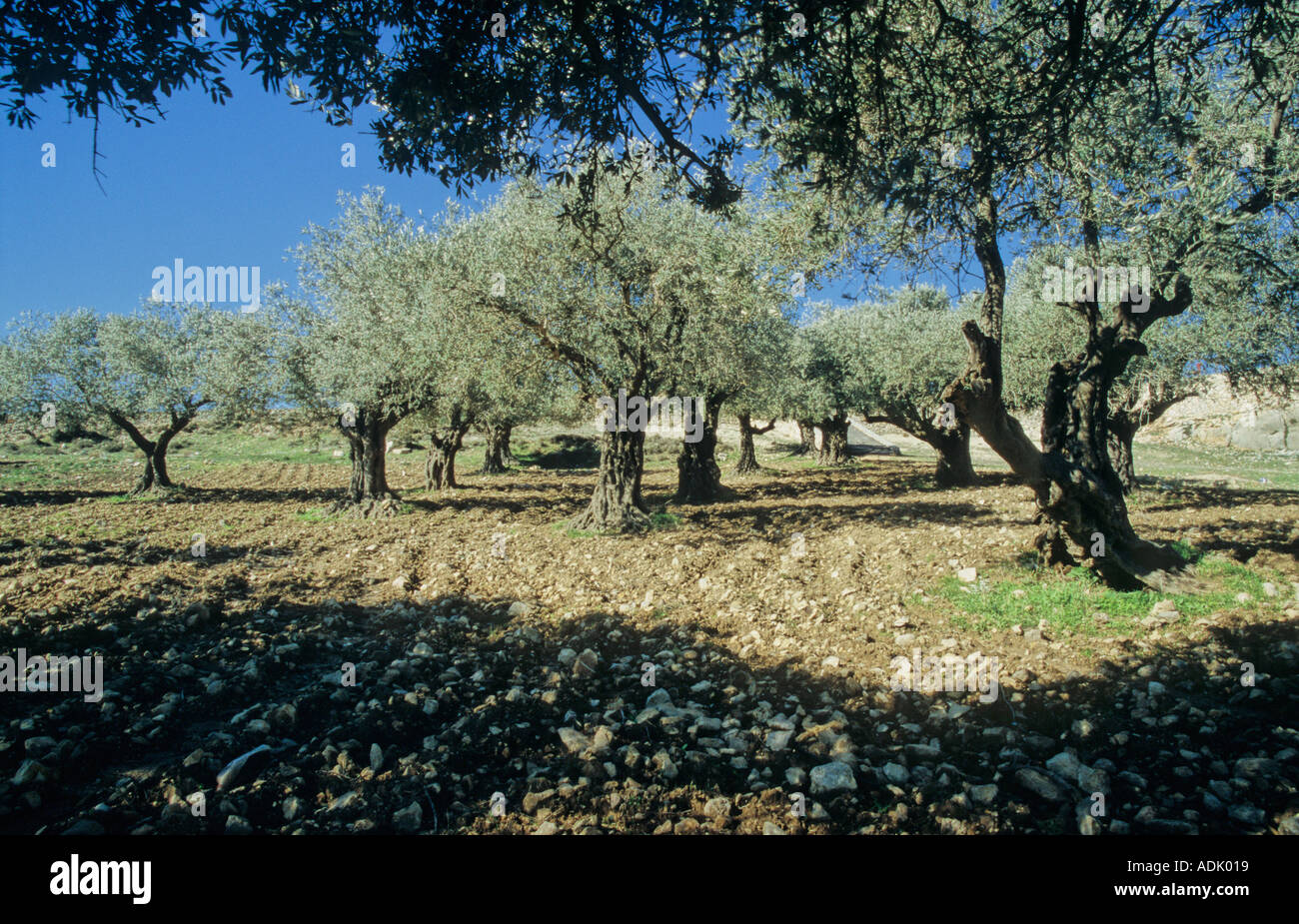Olive trees 1 hi-res stock photography and images - Alamy