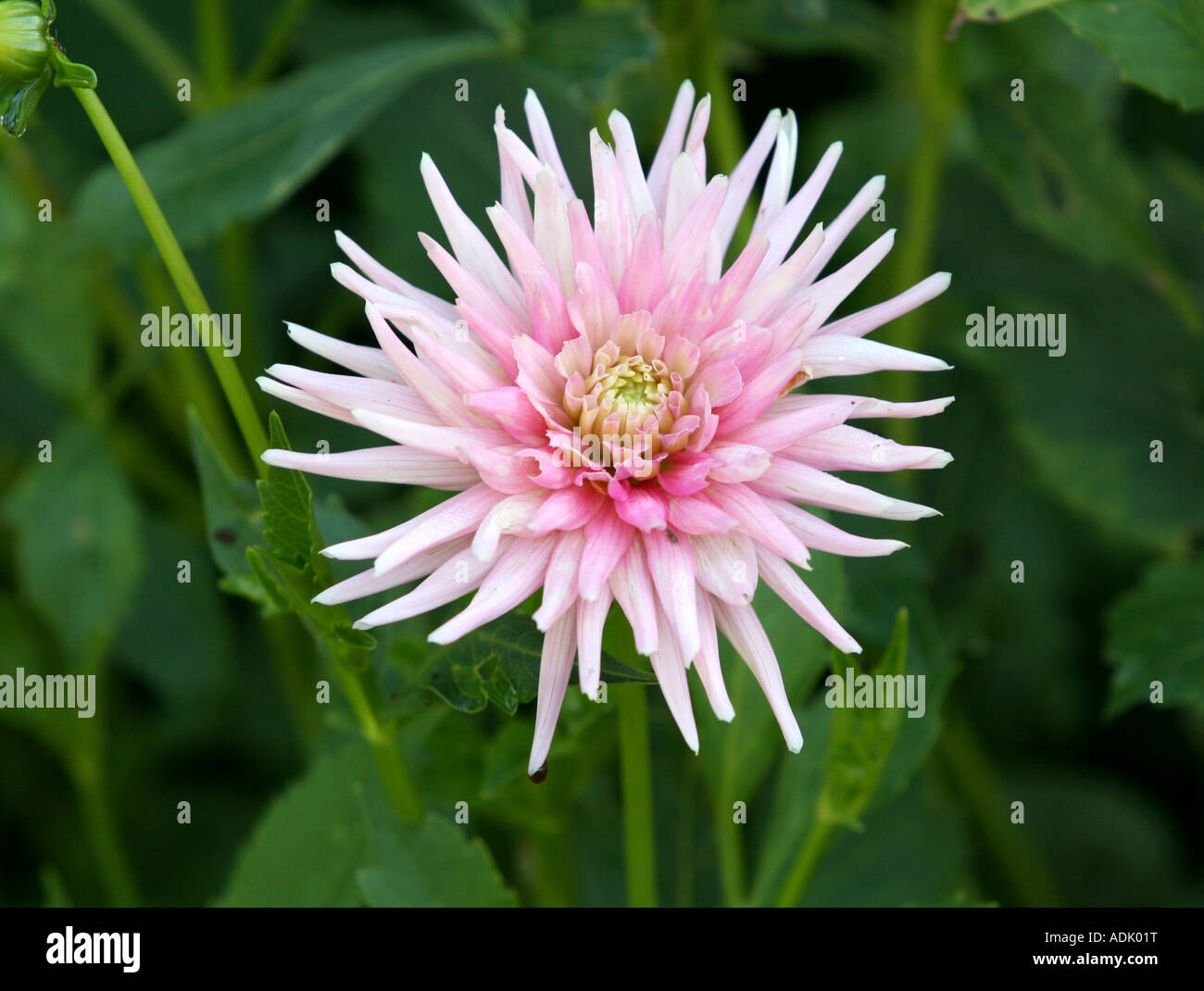 An aster callistephus chinesis flower in all its showy colours,colors ...