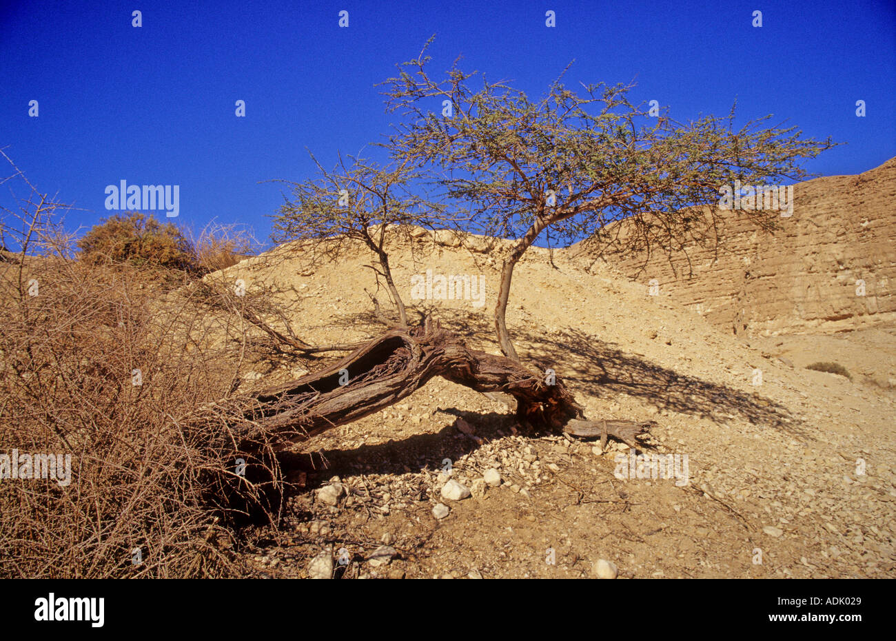 Tree Desert Sculpture 1 Stock Photo - Alamy