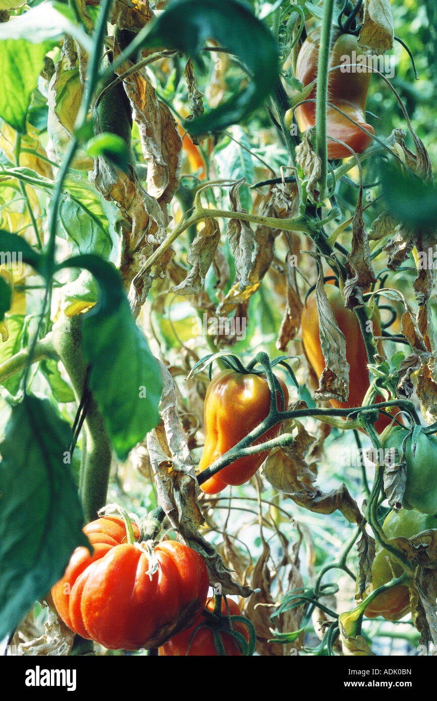 Fallen tomato plant hi-res stock photography and images - Alamy