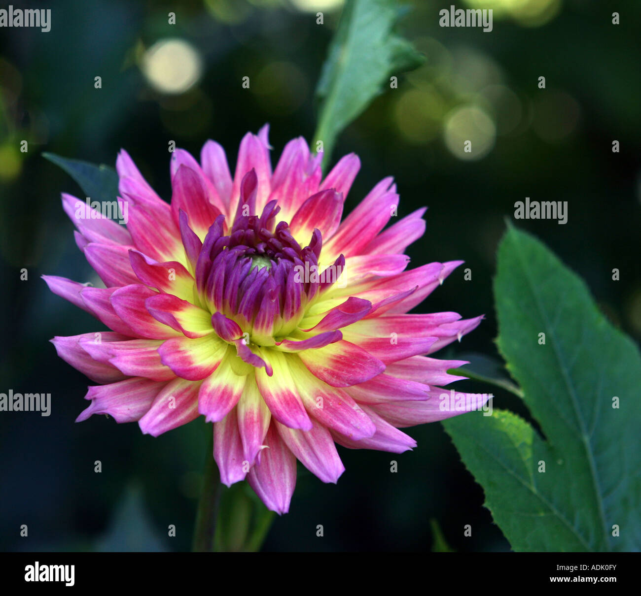 An aster callistephus chinesis flower in all its showy colours,colors ...