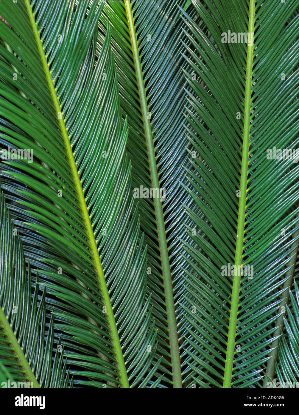 Cycad Sego Palm Tropical Gardens of Maui Maui Hawaii Stock Photo - Alamy