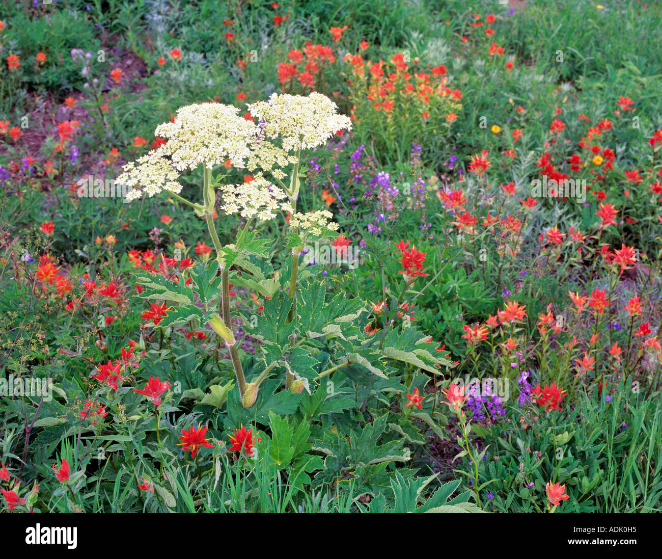 Mixed wildflowers Olympic National Park Washington Stock Photo - Alamy