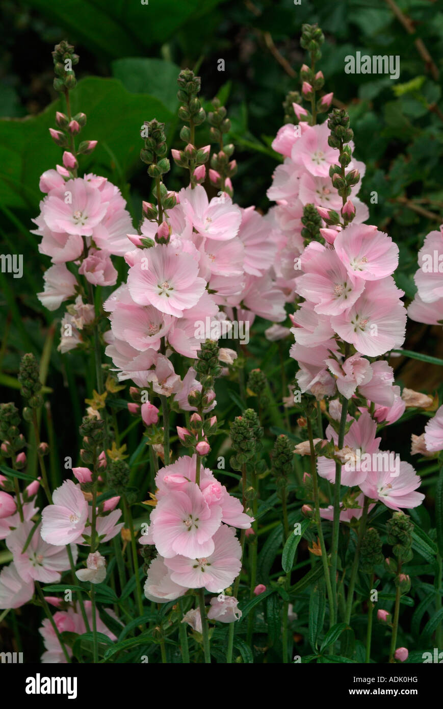 The spikes of pink flowers of Sidalcea "Little Princess Stock Photo - Alamy