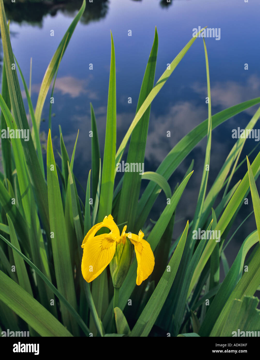 Yellow Flag iris iris pseudacorus growing pondside near Alpine Oregon ...