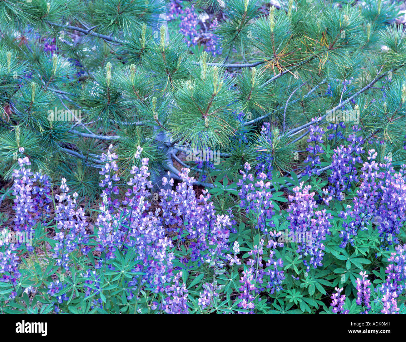 Lupine and pine tree North Cascades National Park Washington Stock ...
