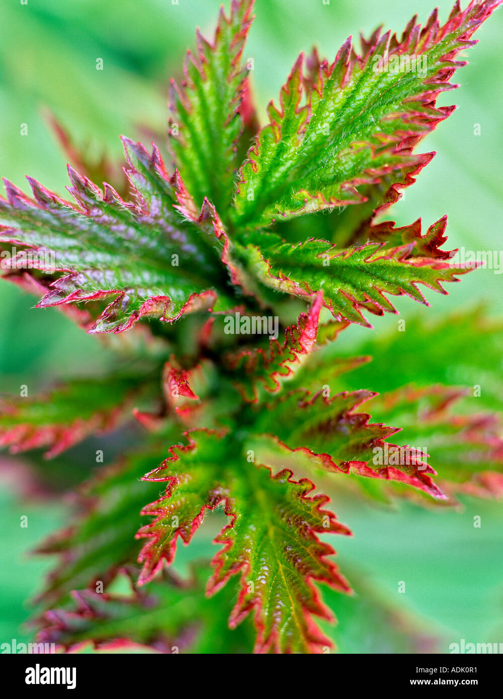 Procerus hi-res stock photography and images - Alamy