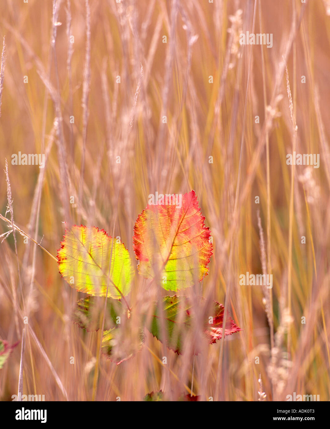 Fall colored leaves of blackberries in tall grass Near Alpine Oregon ...