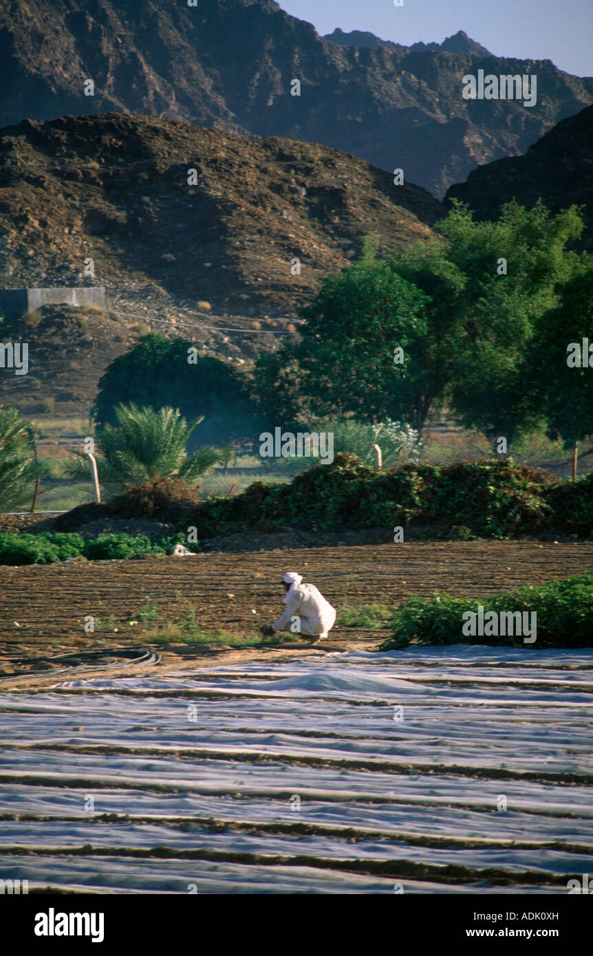 Ras Al Khaimah UAE Agriculture Nr Masafi Mountains Farmer in Field ...