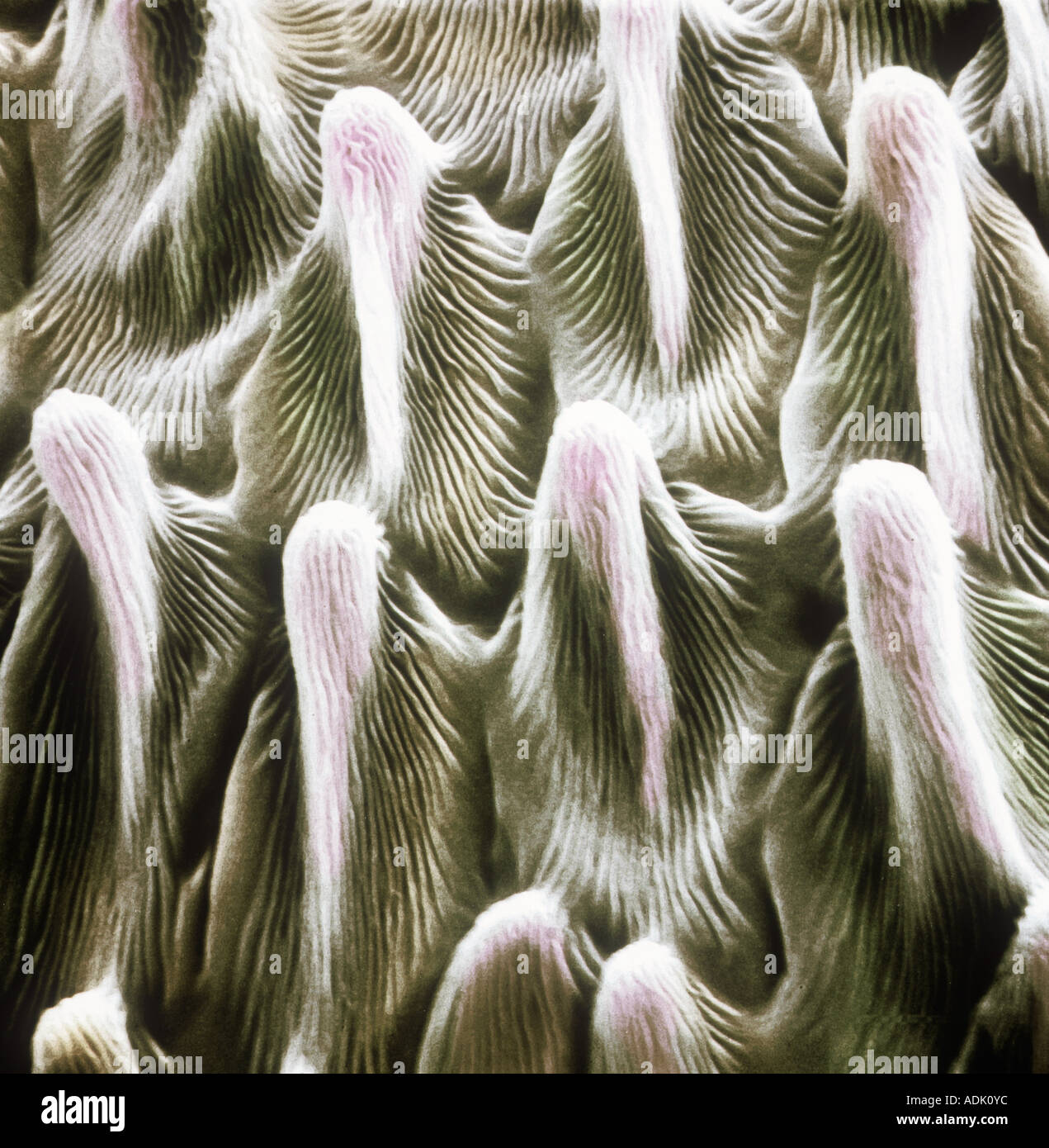 Flower petal microscope hi-res stock photography and images - Alamy