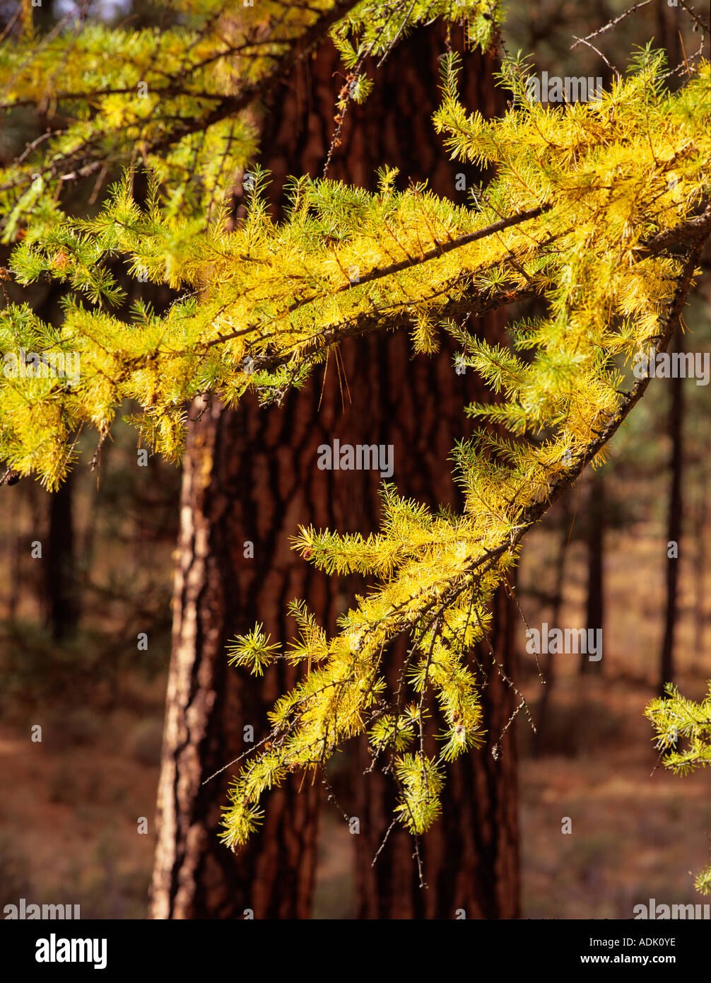 Tamaracks hi-res stock photography and images - Alamy