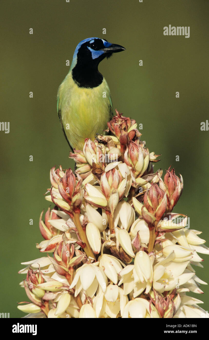 Green meadow full flowers Cut Out Stock Images & Pictures - Alamy