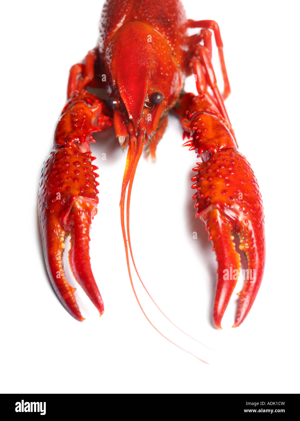 red crawfish on white background Stock Photo - Alamy