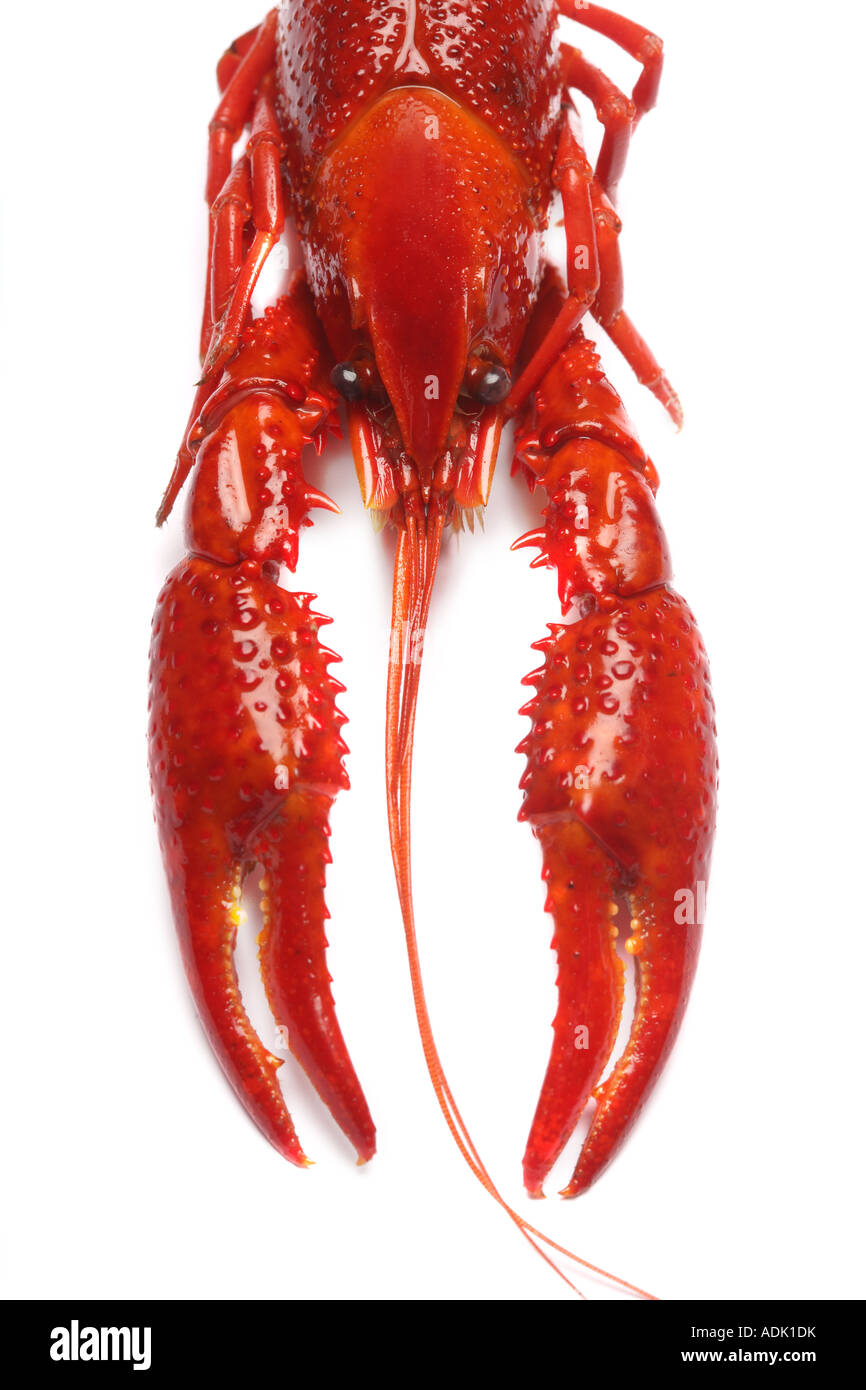 red crawfish on white background Stock Photo - Alamy