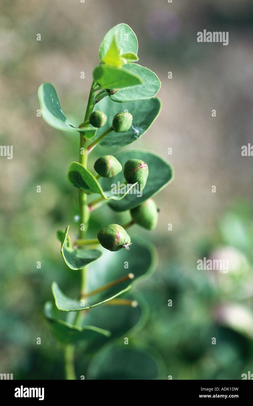 Caper bugs hi-res stock photography and images - Alamy