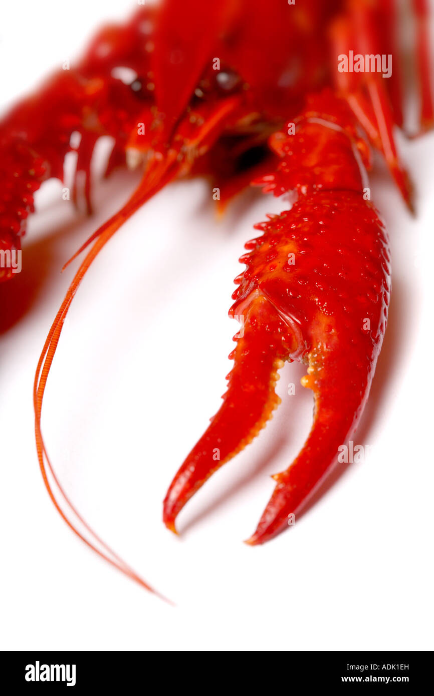 red crawfish on white background Stock Photo - Alamy