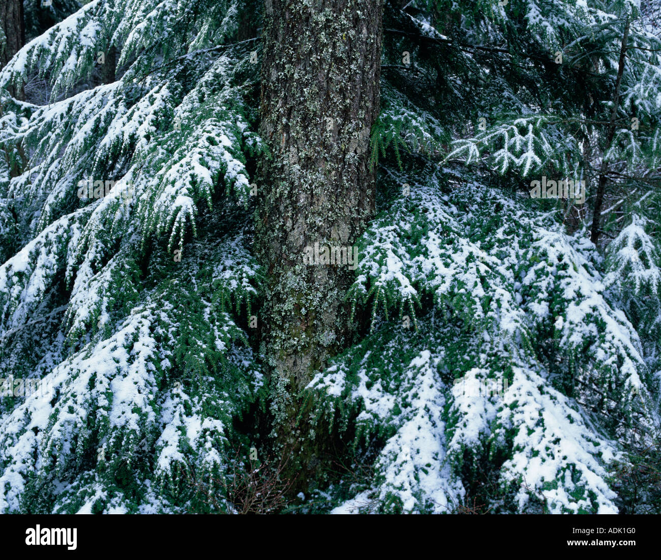 Snow on branches of hemlock tree surrounding the trunk Willamette Pass ...
