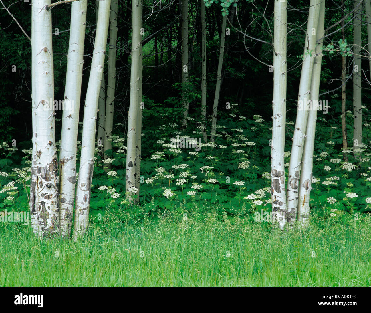White Cow Parsnip flowers under Aspen trees San Juan Mountains Colorado ...