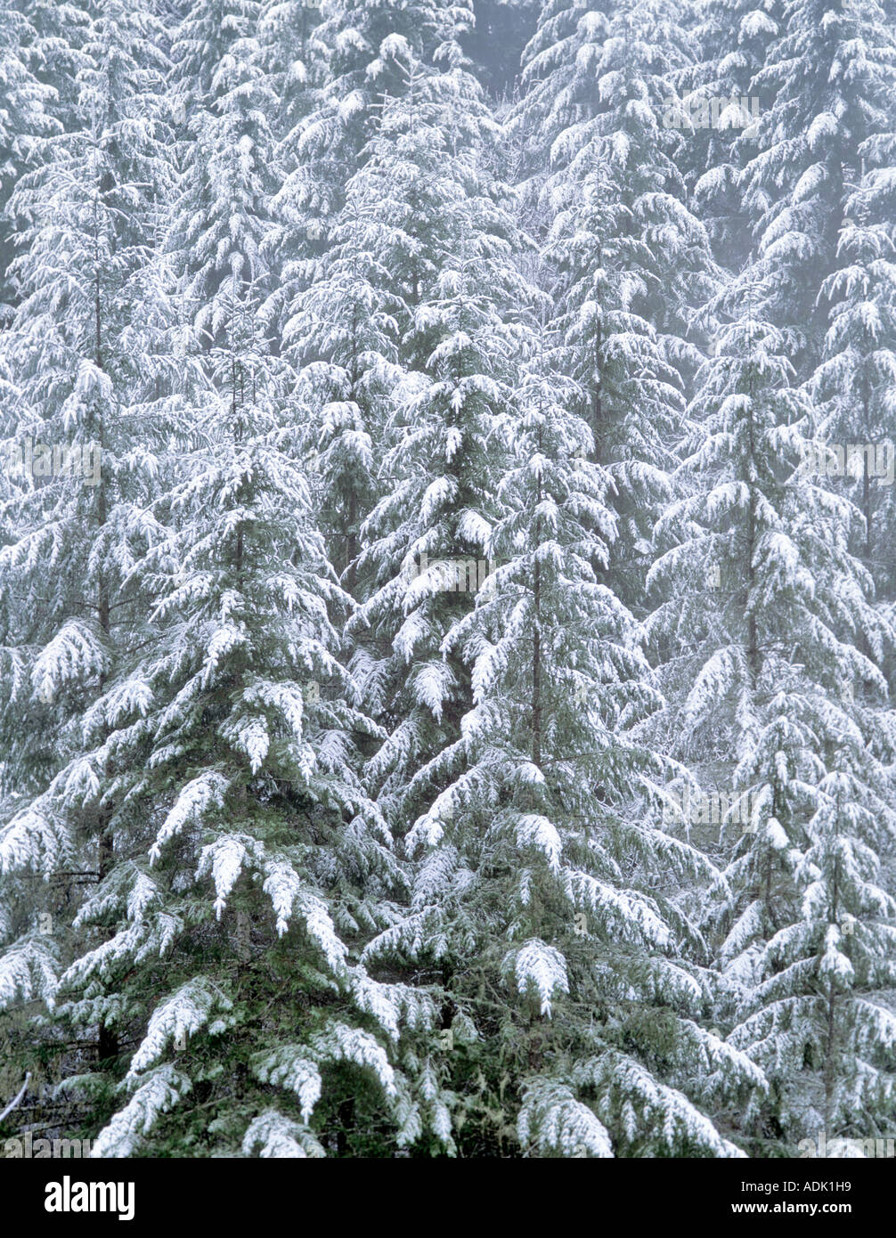 Douglas fir trees after snowstorm hi-res stock photography and images ...