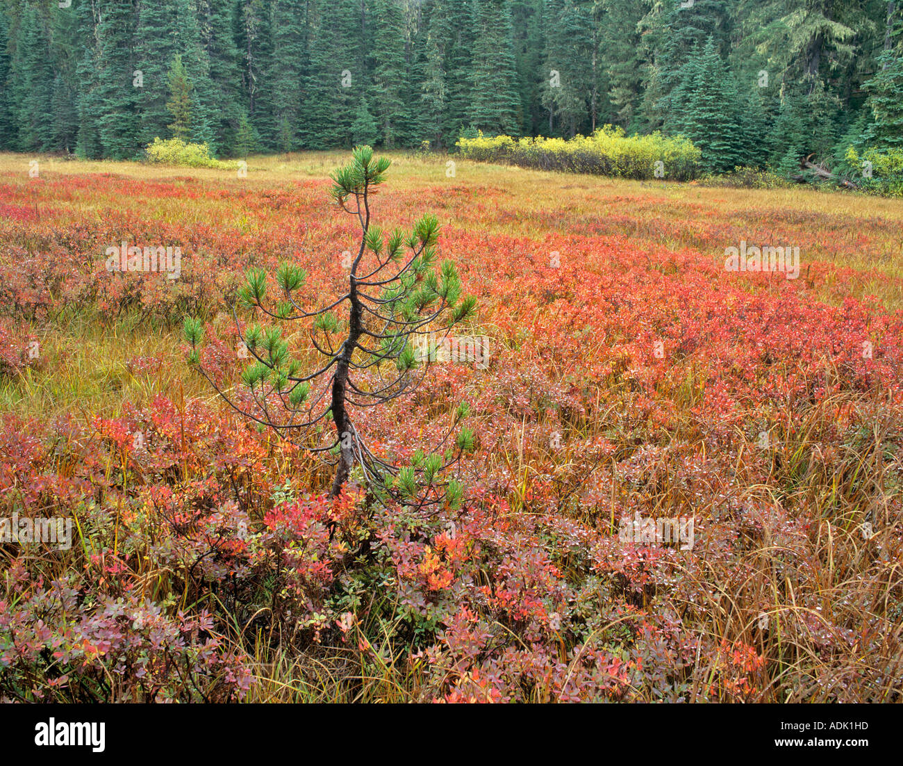 Huckleberry in fall color forest hi-res stock photography and images ...