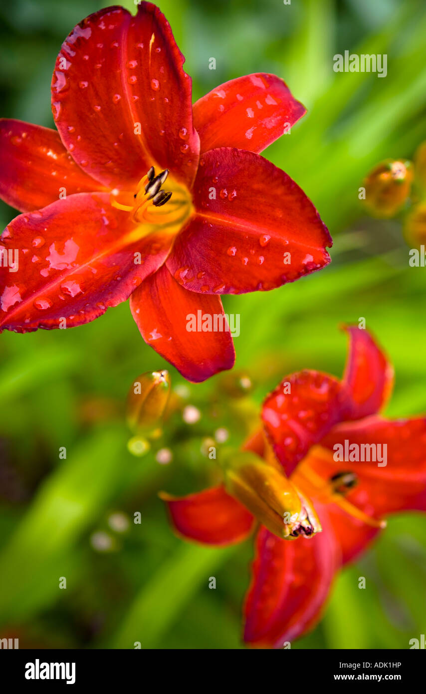 Vibrant red / orange lily flowers Stock Photo - Alamy