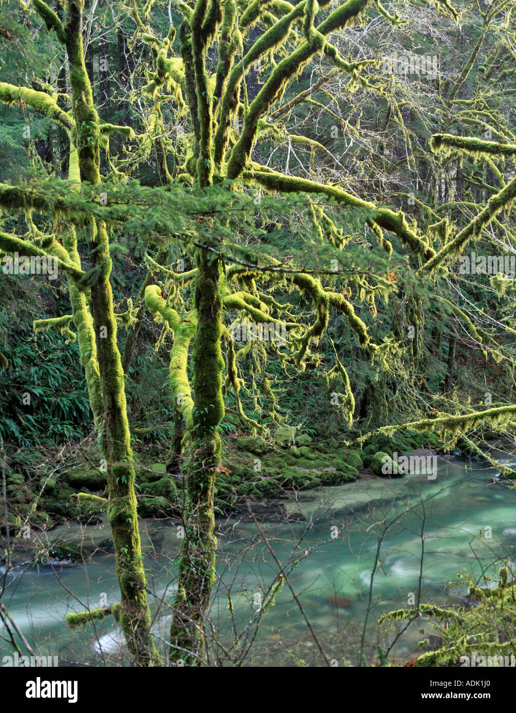 Moss covered trees and Santiam River Oregon Stock Photo - Alamy